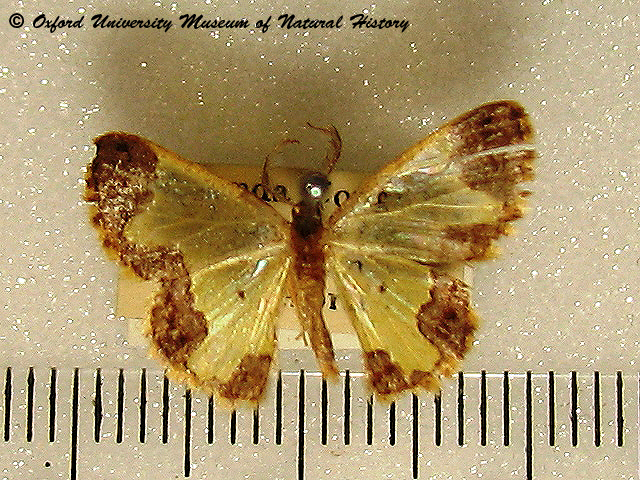 Zamarada euphrosyne African Moths