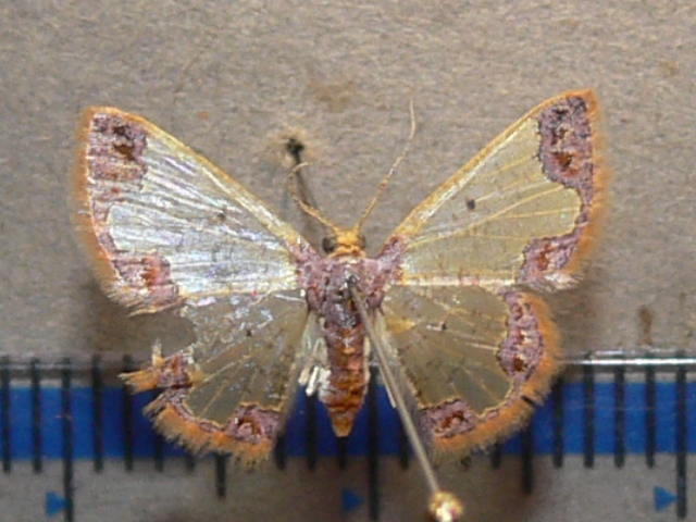 Zamarada excavata African Moths