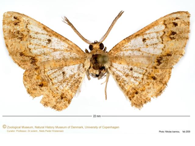 Zamarada fessa African Moths