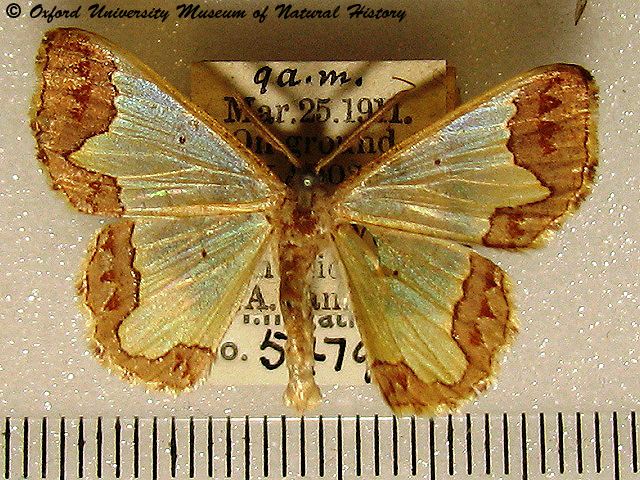 Zamarada flavicosta African Moths