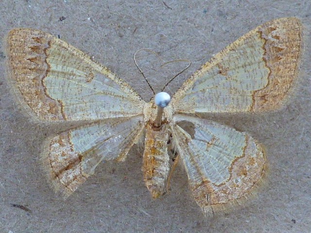 Zamarada glareosa African Moths