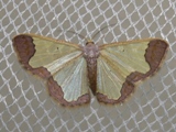 Zamarada indicata African Moths