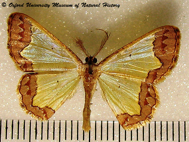 Zamarada indicata African Moths