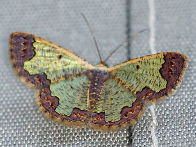 Zamarada iobathra African Moths