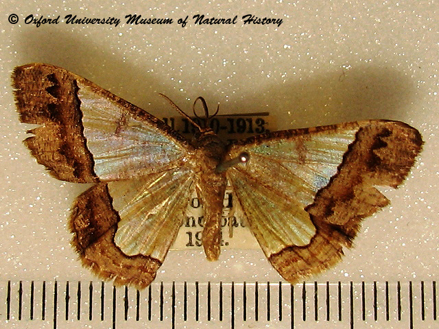 Zamarada ixiaria African Moths