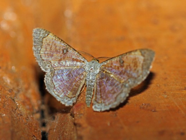 Zamarada janata African Moths