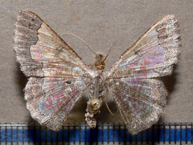 Zamarada latimargo African Moths