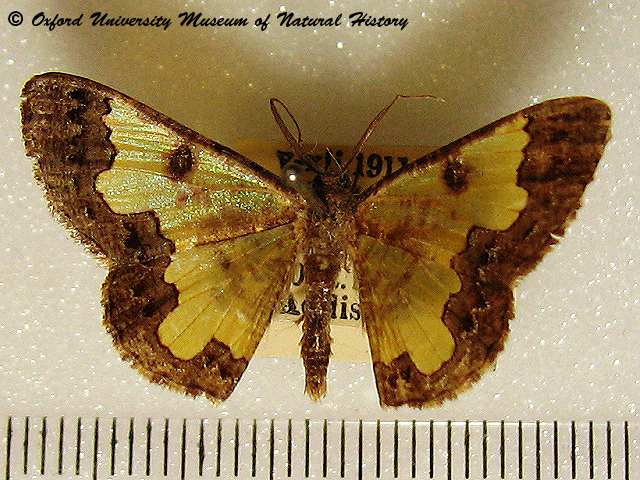 Zamarada leona African Moths