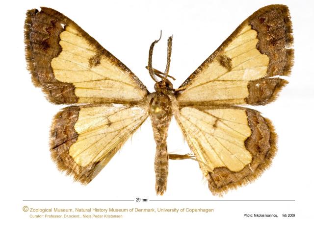 Zamarada lima African Moths