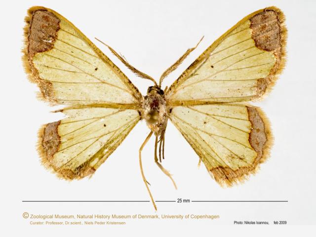 Zamarada mashariki African Moths