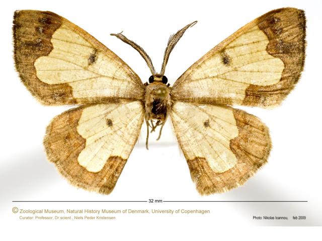 Zamarada mckameyi African Moths