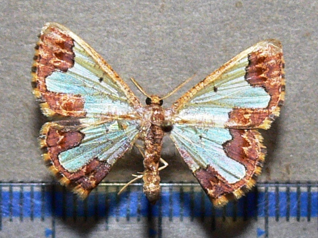 Zamarada melanopyga African Moths