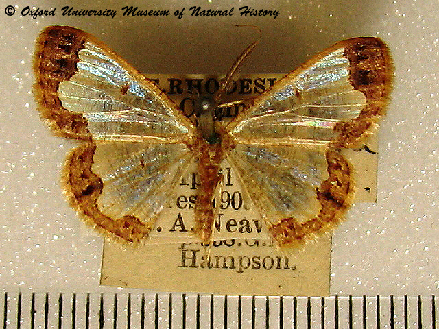Zamarada metrioscaphes African Moths
