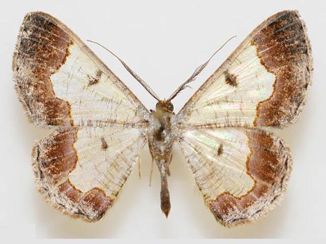 Zamarada montana African Moths