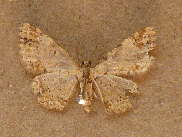 Zamarada ordinaria African Moths