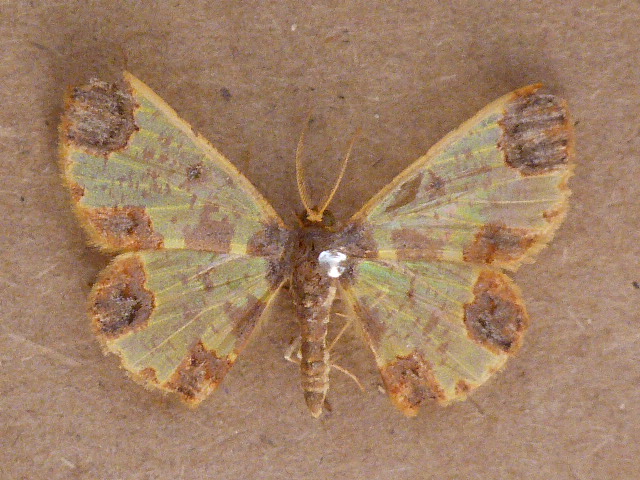 Zamarada polyctemon African Moths