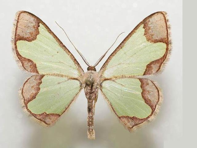 Zamarada pringlei African Moths