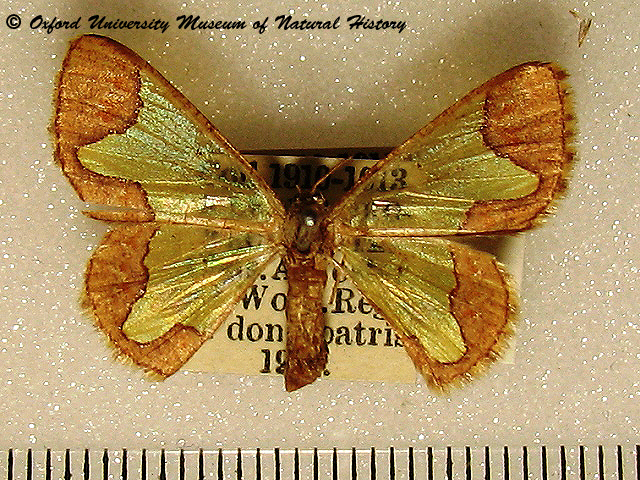 Zamarada protrusa African Moths
