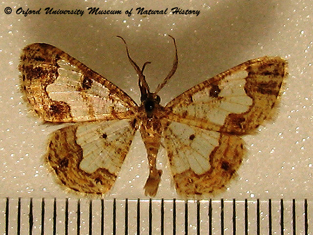 Zamarada pulverosa African Moths
