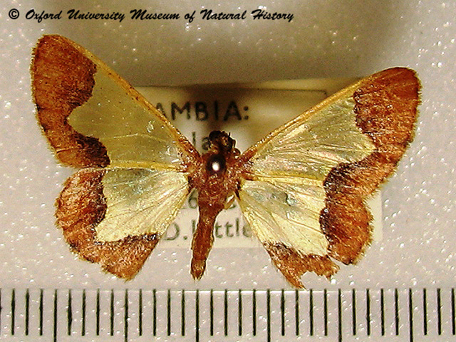 Zamarada purimargo African Moths