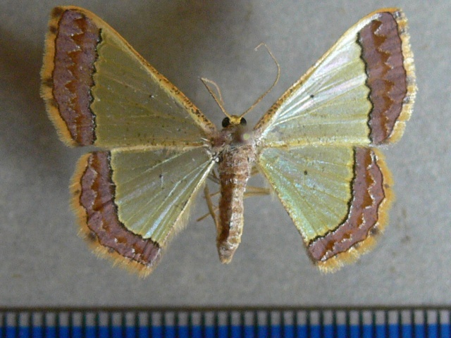 Zamarada regularis African Moths