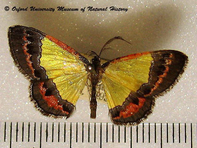 Zamarada rufilinearia African Moths