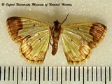 Zamarada scintillans African Moths