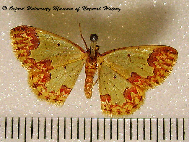 Zamarada scintillans African Moths