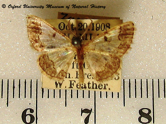 Zamarada secutaria African Moths