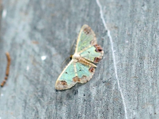 Zamarada sp1 African Moths