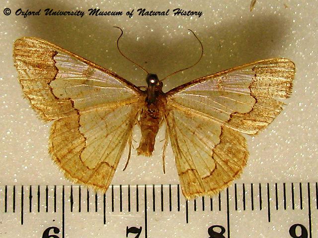 Zamarada subincolaris African Moths