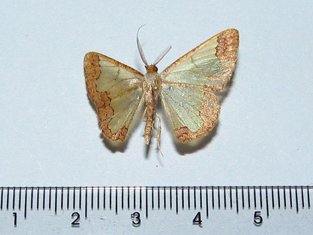 Zamarada suda African Moths