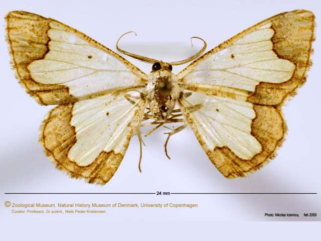 Zamarada tristriga African Moths
