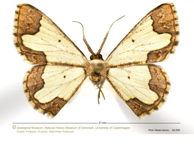 Zamarada tristrigoides African Moths