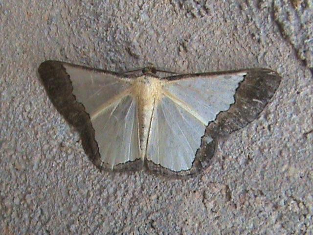Zamarada undimarginata African Moths