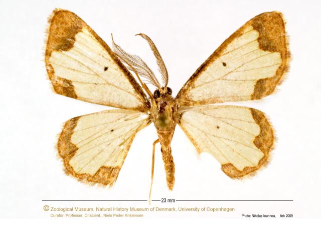 Zamarada usambarae African Moths