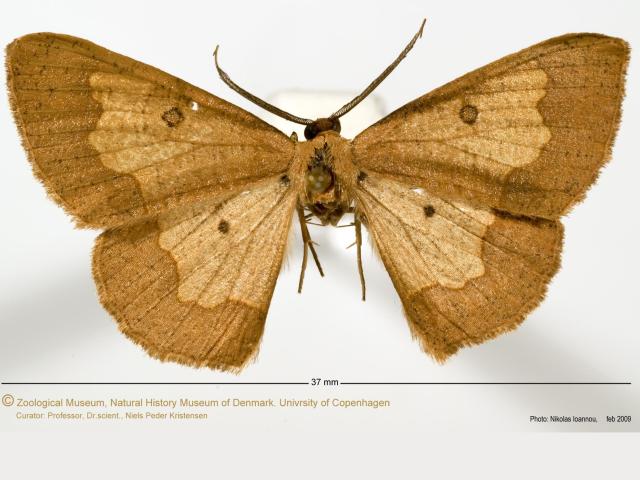 Zamarada uzungwae African Moths