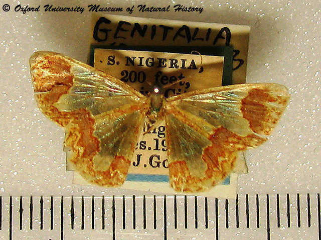 Zamarada vulpina African Moths