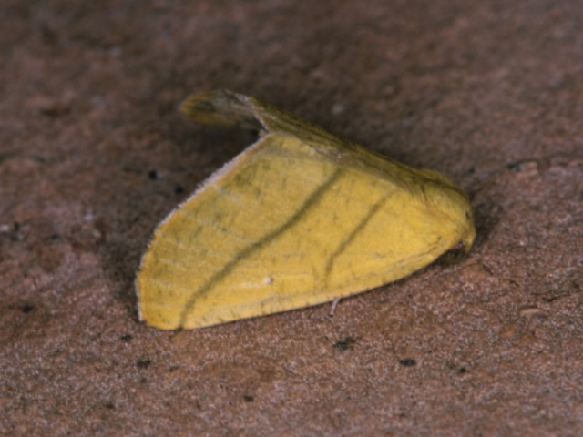 Drepanogynis bivaria African Moths