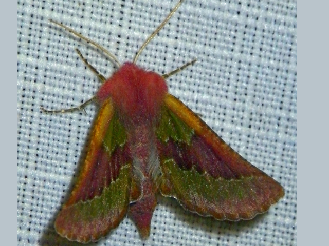 Drepanogynis sp3 African Moths