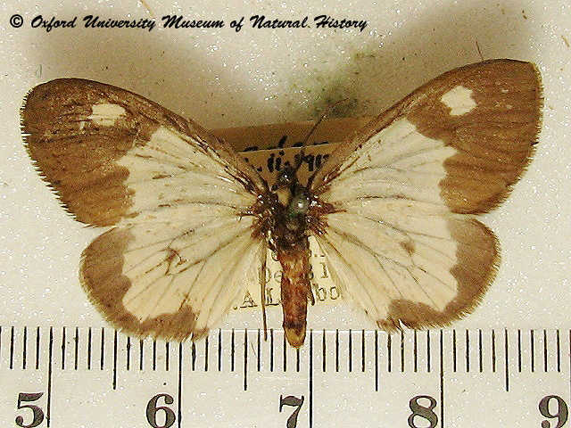 Geodena sphingifacies African Moths