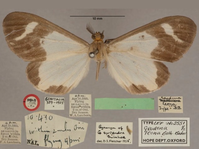 Geodena surrendra African Moths