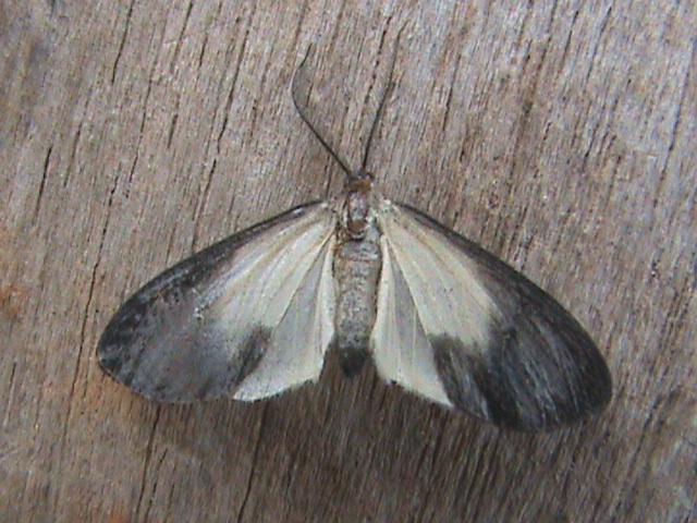 Terina ochricosta African Moths