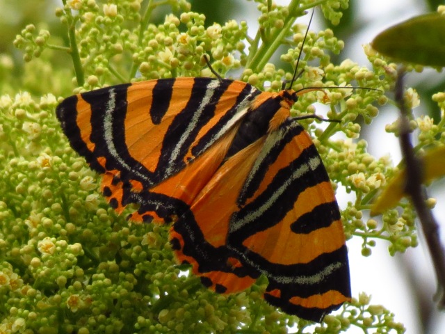 Callioratis abraxas African Moths