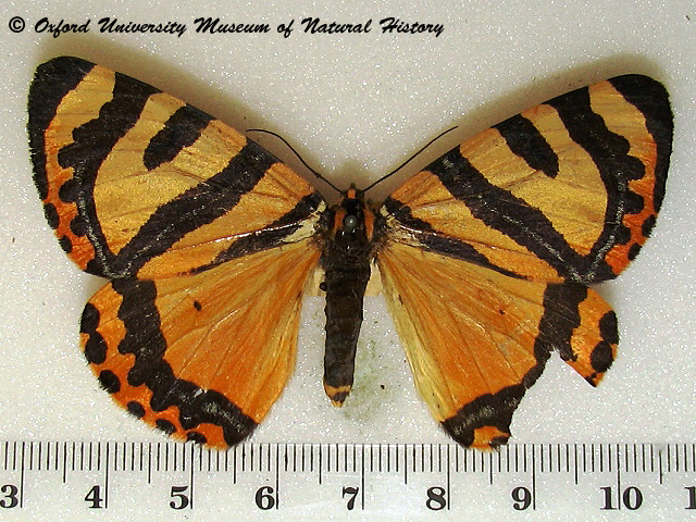 Callioratis grandis African Moths