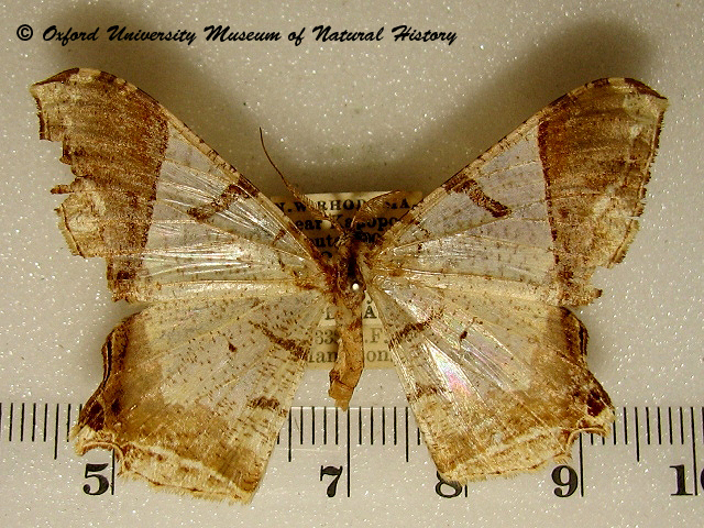 Chorodnodes rothi African Moths