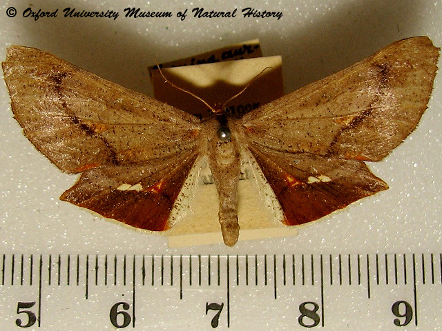 Coenina aurivena African Moths