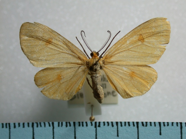 Geodena auridisca African Moths