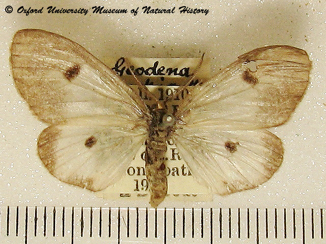 Geodena discinota African Moths