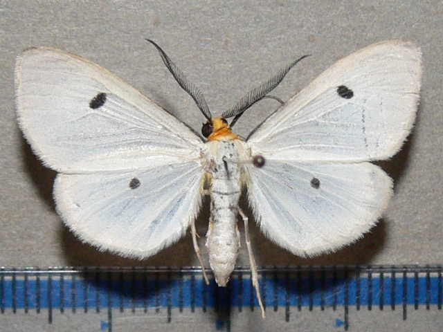 Geodena quadrigutta African Moths